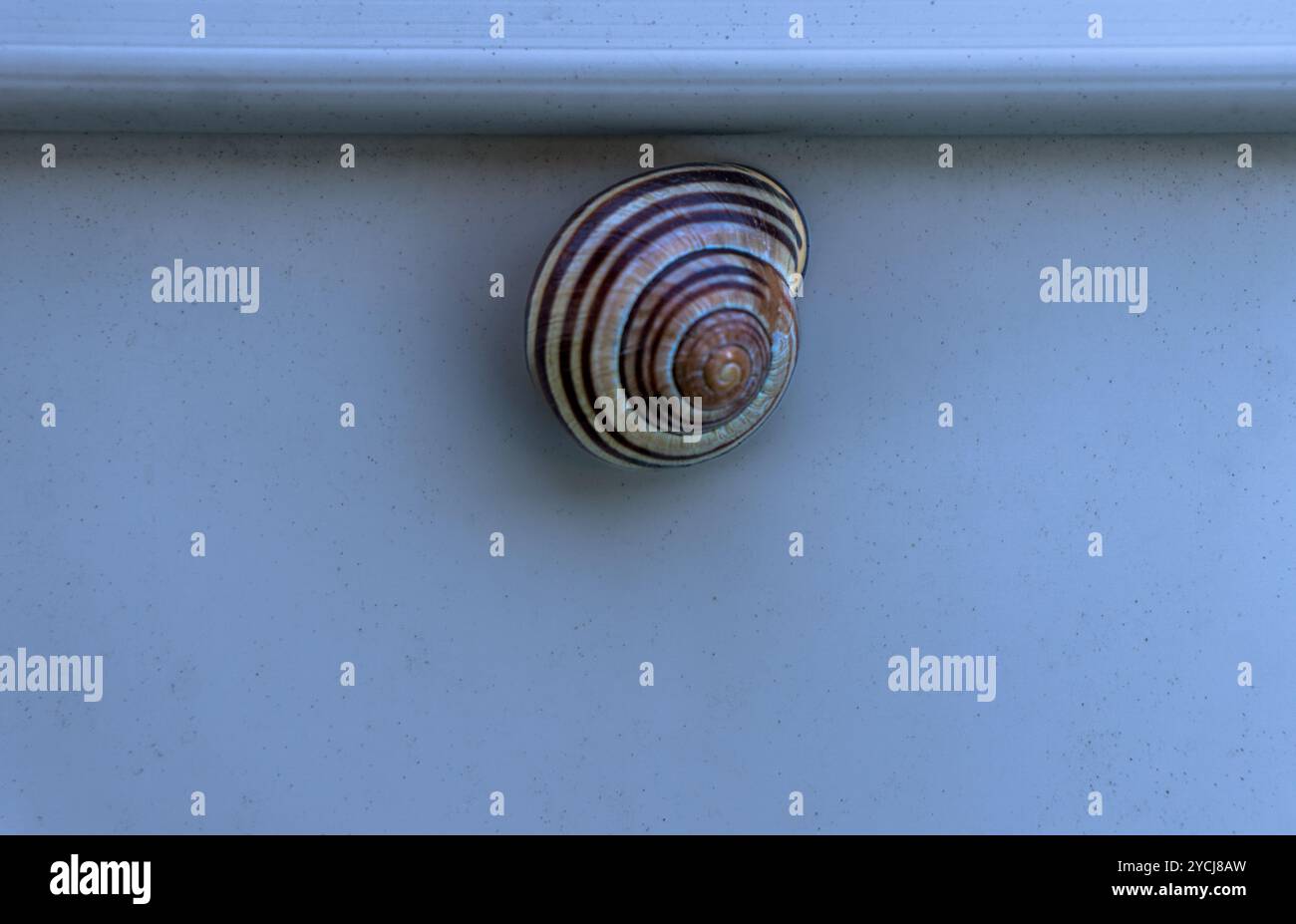 Little snail with concentric stripes shell glued to a white wall Stock ...