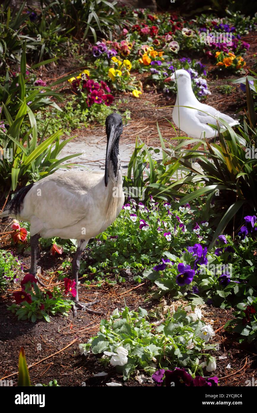 White australian bird hi-res stock photography and images - Alamy