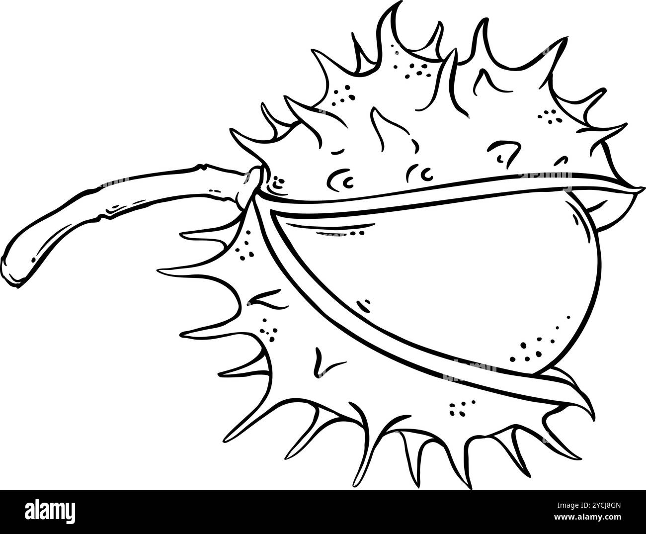 Chestnut Nut Isolated Outline Illustration Stock Vector Image & Art - Alamy