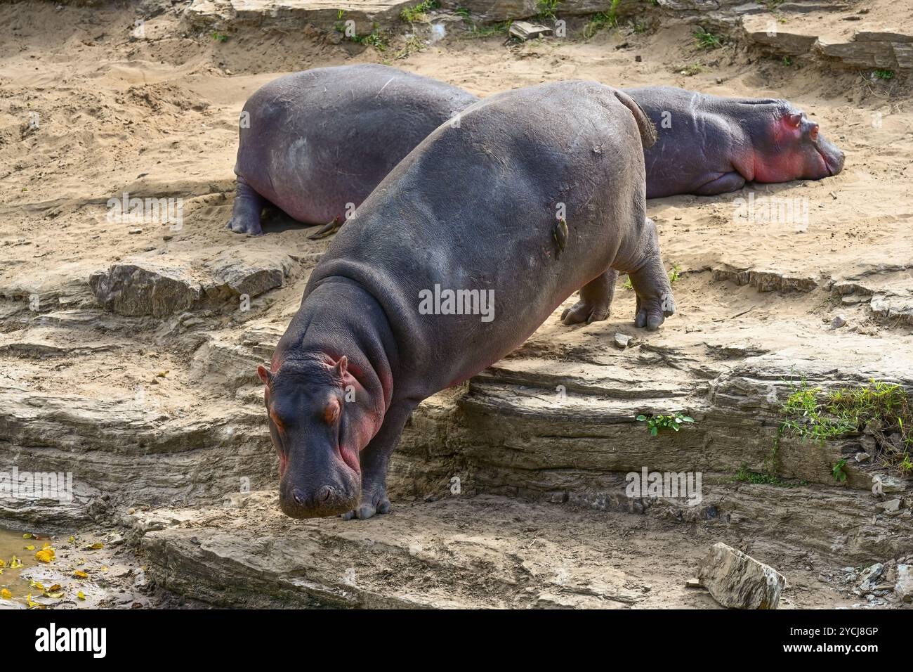 Hippos natural habitat hi-res stock photography and images - Alamy