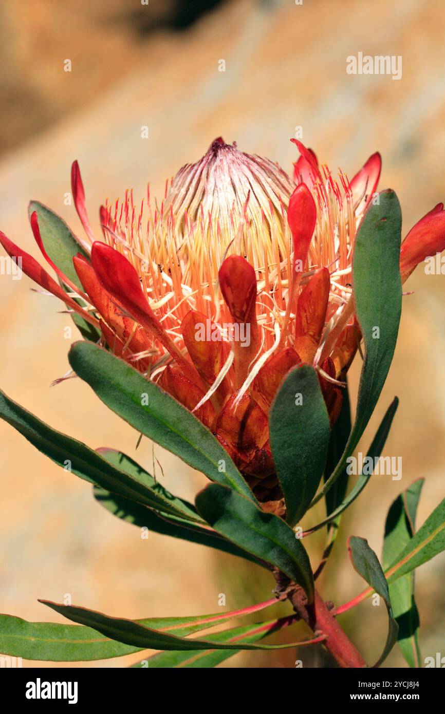 Red protea hi-res stock photography and images - Alamy