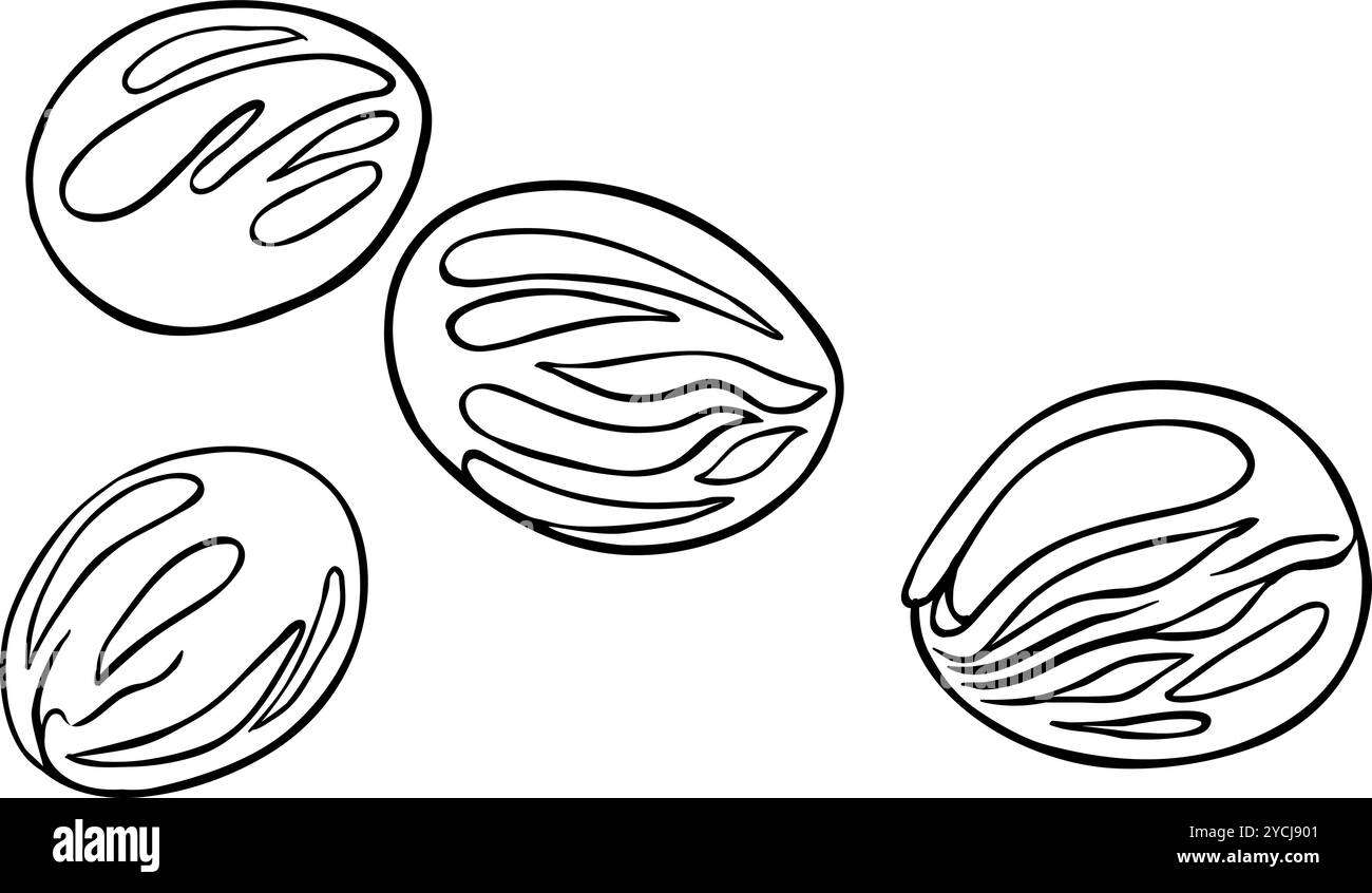 Nutmeg Nuts Isolated Outline Illustration Stock Vector Image & Art - Alamy
