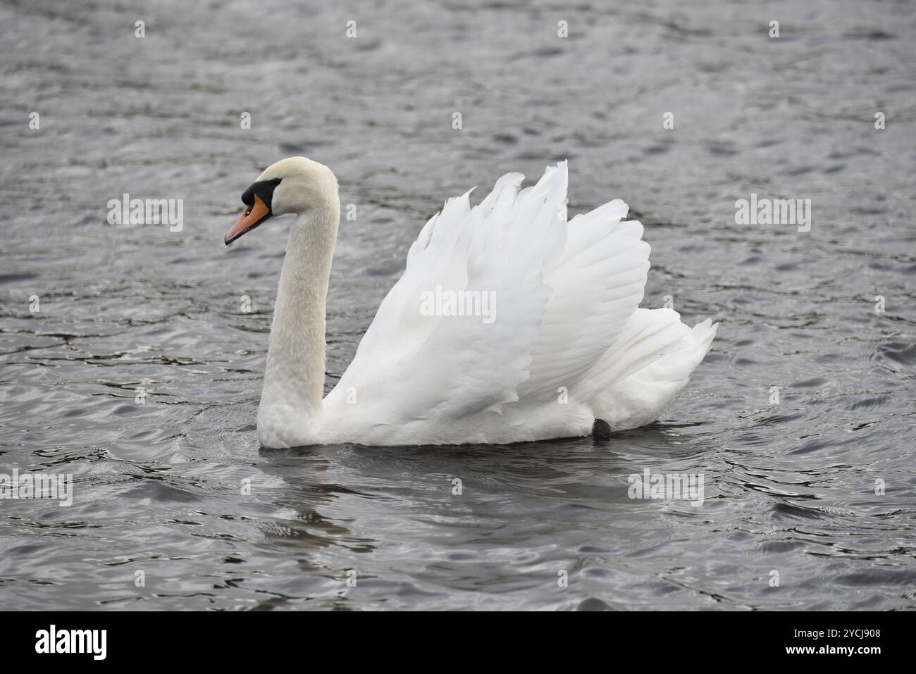 Left-Profile Portrait of a Mute Swan (Cygnus olor) on a Lake with Soft ...