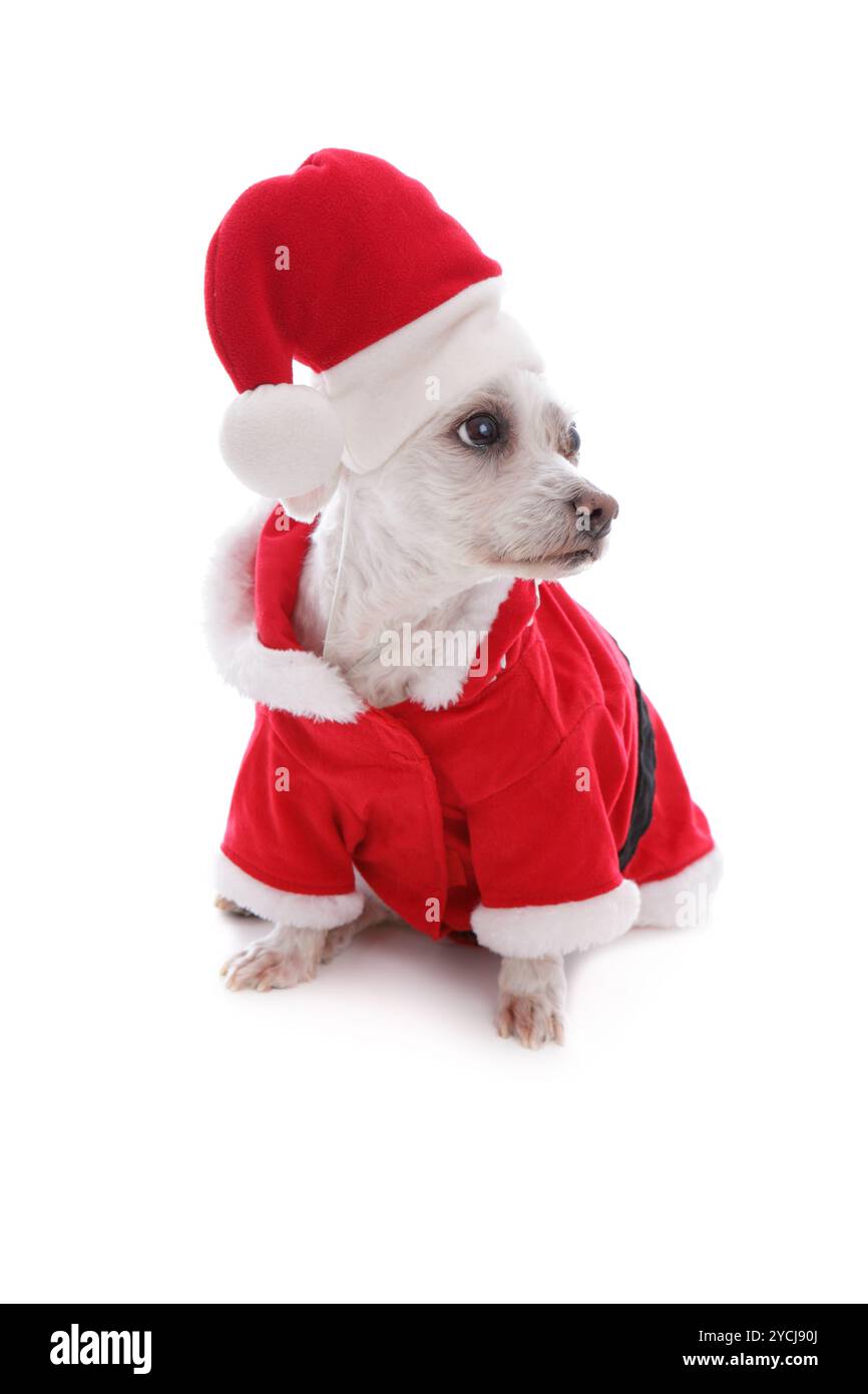 Animal wearing santa hat hi-res stock photography and images - Alamy