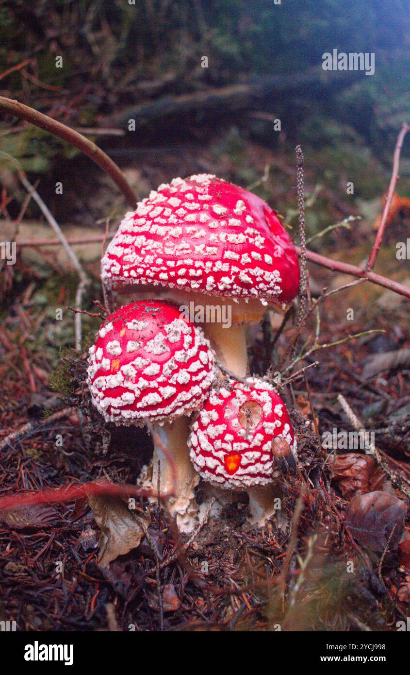 Amanita muscaria or fly agaric is a red and white spotted poisonous ...
