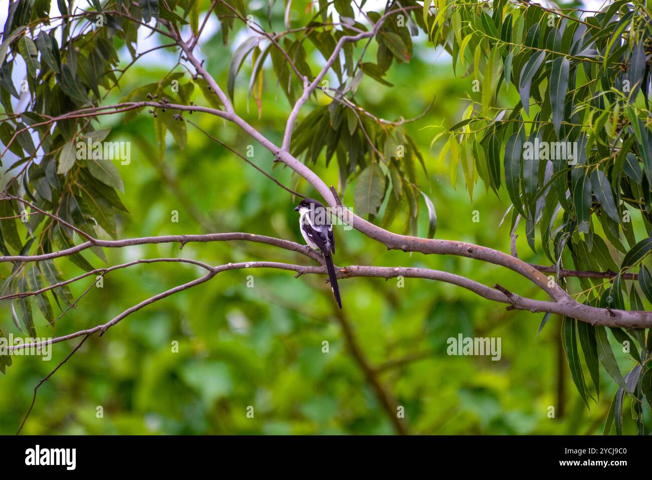 COMMON FISCAL- ( Lanius corallis ) - Enganzi Lodge - Uganda Stock Photo ...