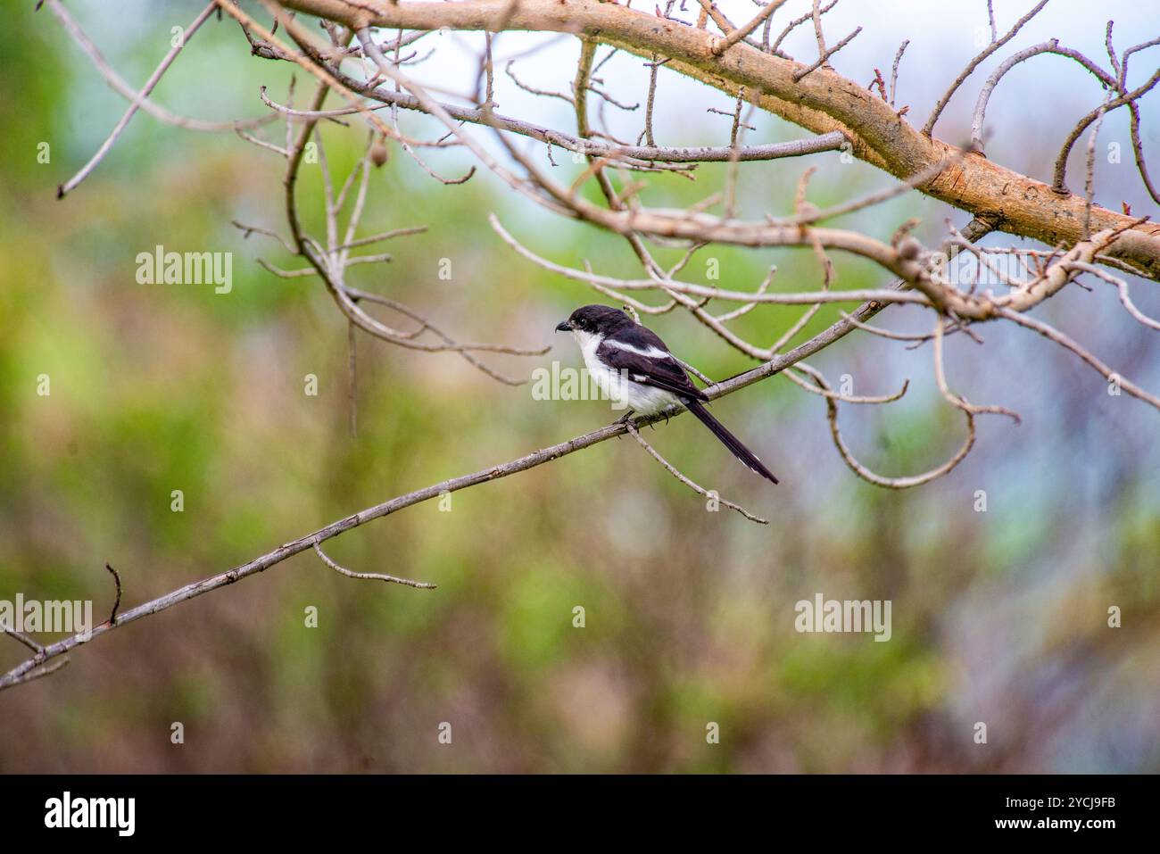 COMMON FISCAL- ( Lanius corallis ) - Enganzi Lodge - Uganda Stock Photo ...