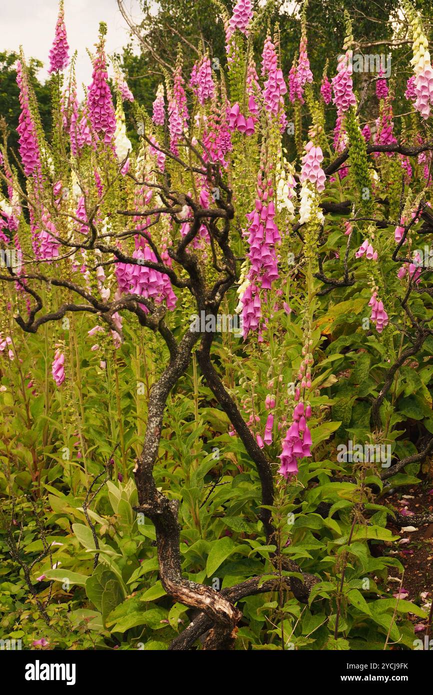 A large group of foxglove plants in full flower, gowing entwined with ...