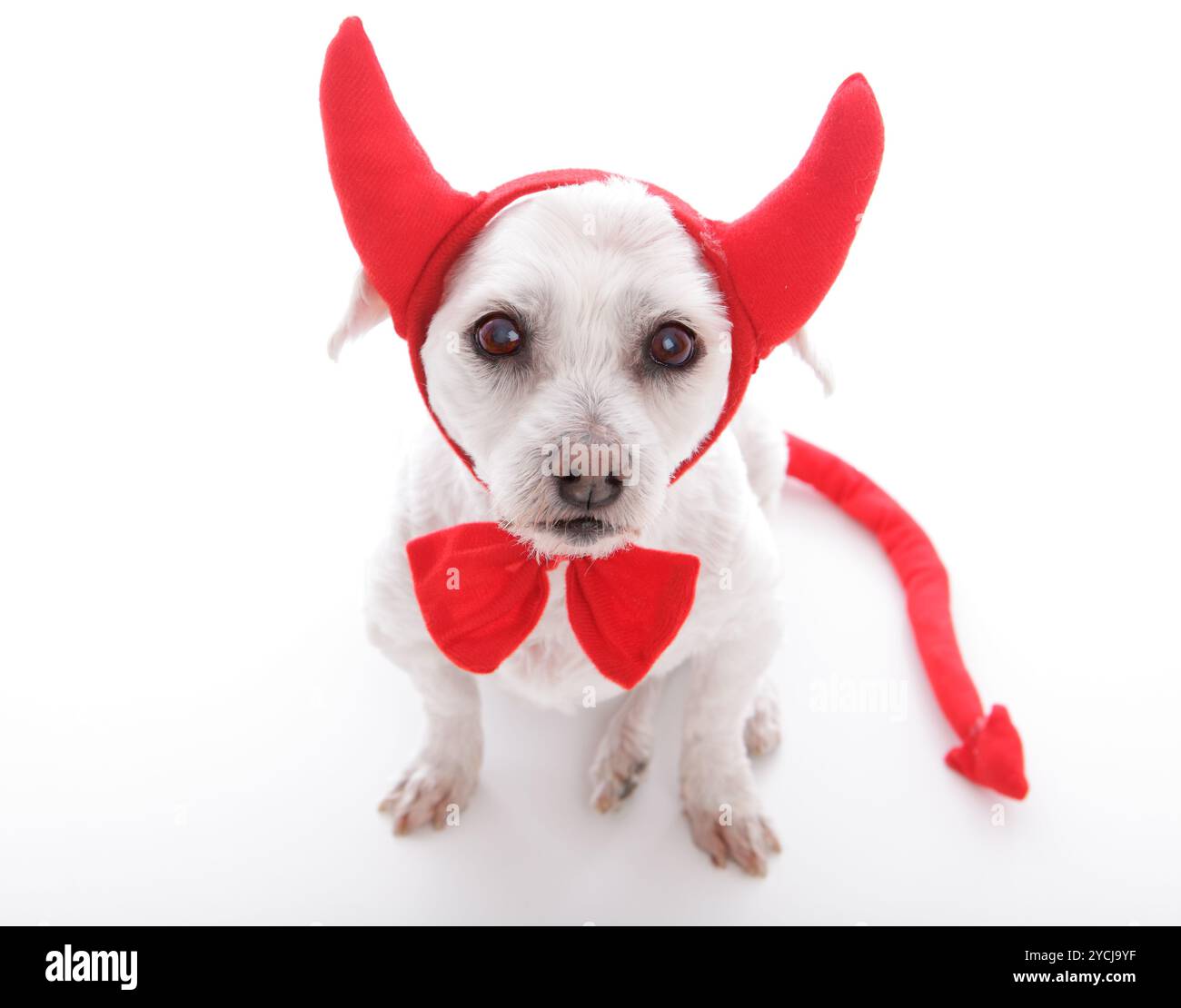 Dog devil horns hi-res stock photography and images - Alamy