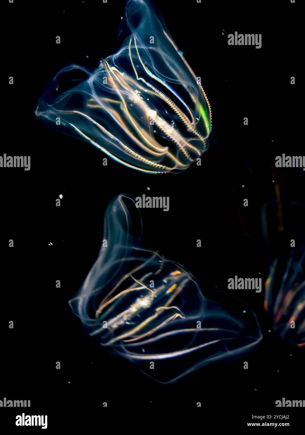 Comb Jellyfish in Underwater Aquarium Illuminated with Dark Background ...