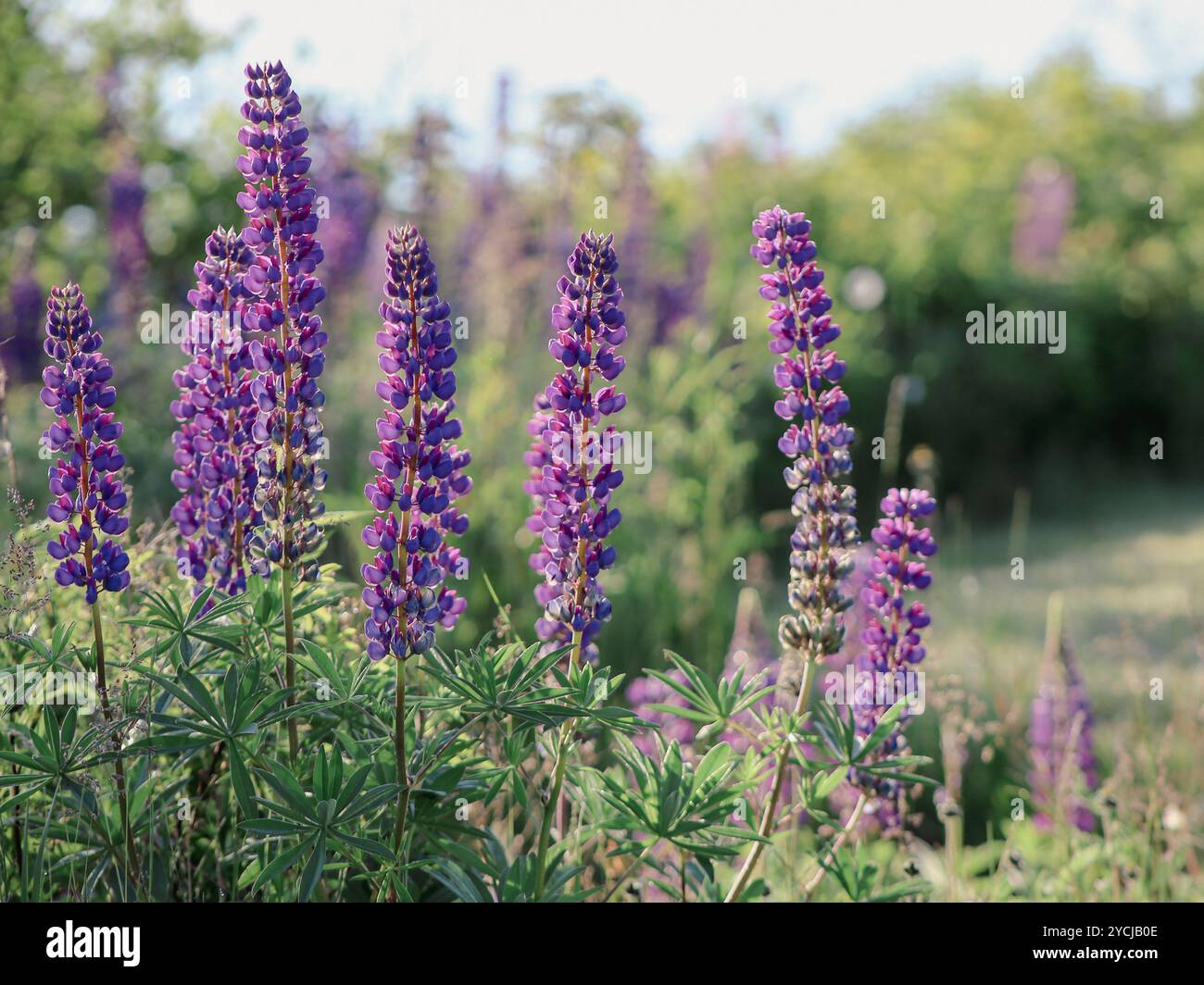 In Bloom Purple Lavender Lupine Flowers in Maine Stock Photo - Alamy