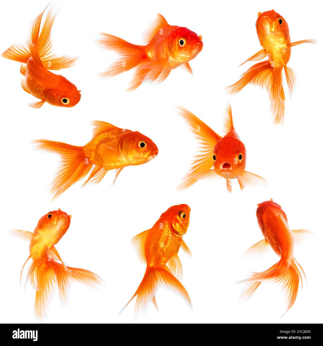 Set aquarium fish goldfish hi-res stock photography and images - Alamy