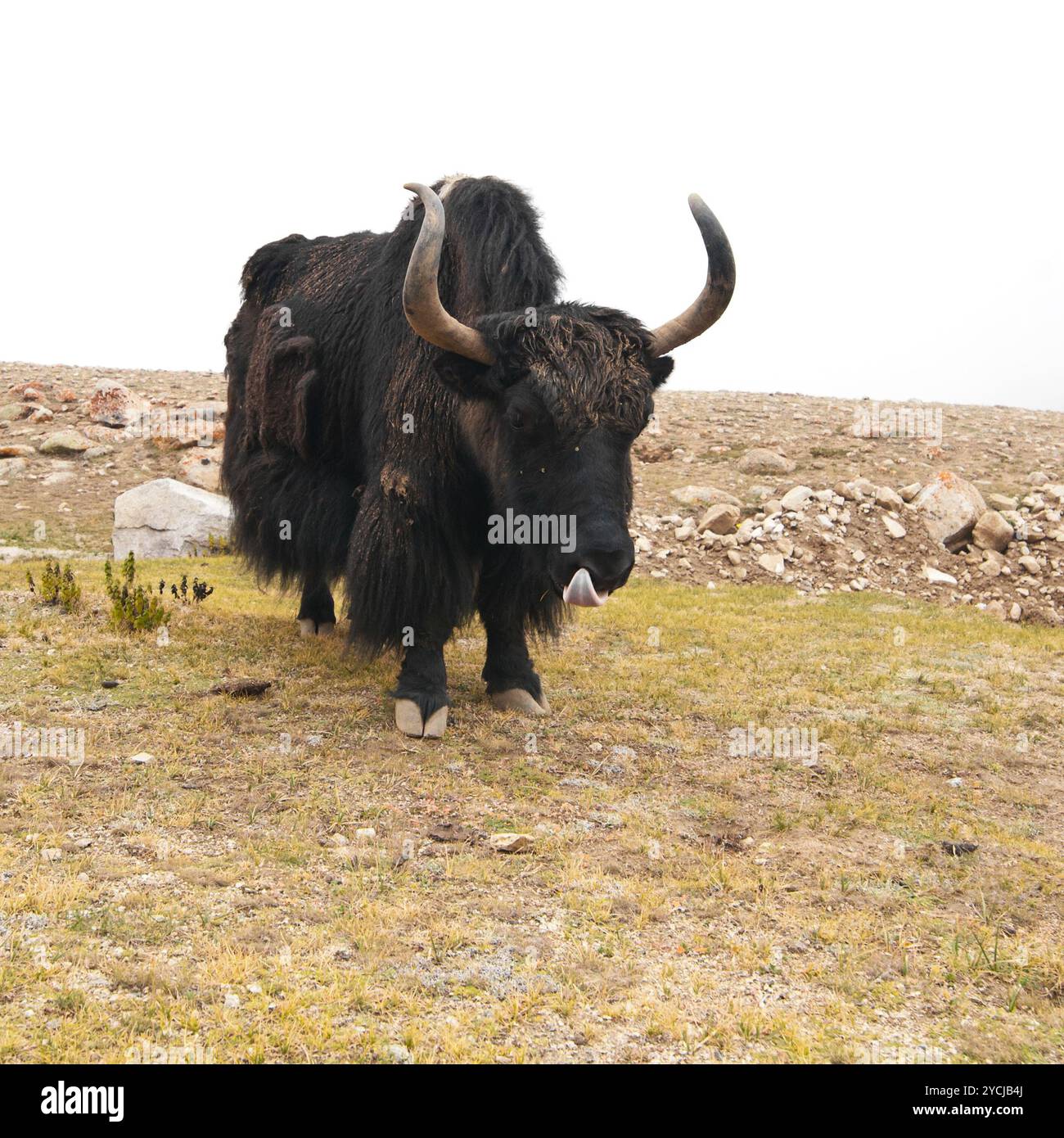 Close up wild yak in Himalaya mountains Stock Photo - Alamy
