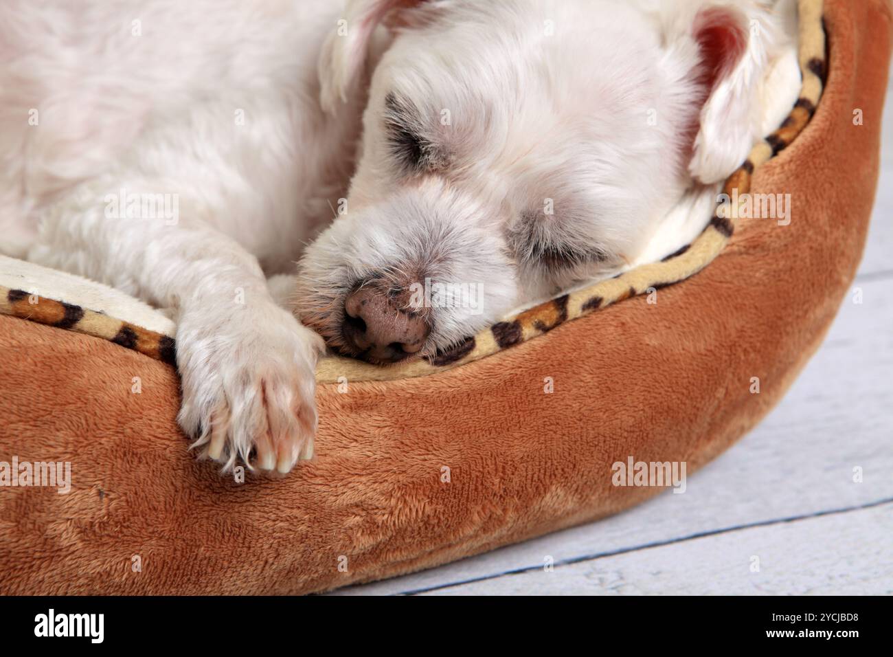 Tired dog sleeping in bed hi-res stock photography and images - Alamy