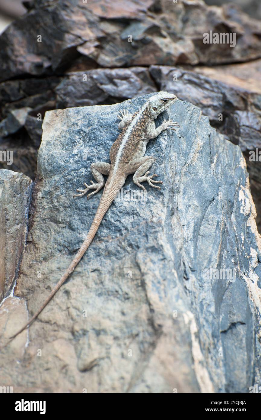 Spine lizard hi-res stock photography and images - Alamy