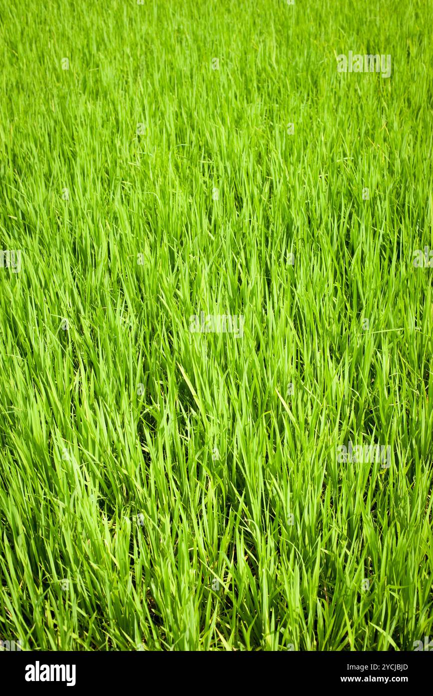 Green texture of rice field. South India Stock Photo - Alamy