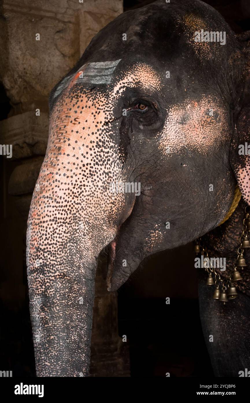 Elephant blessings pilgrims at Hindu Temple Stock Photo - Alamy