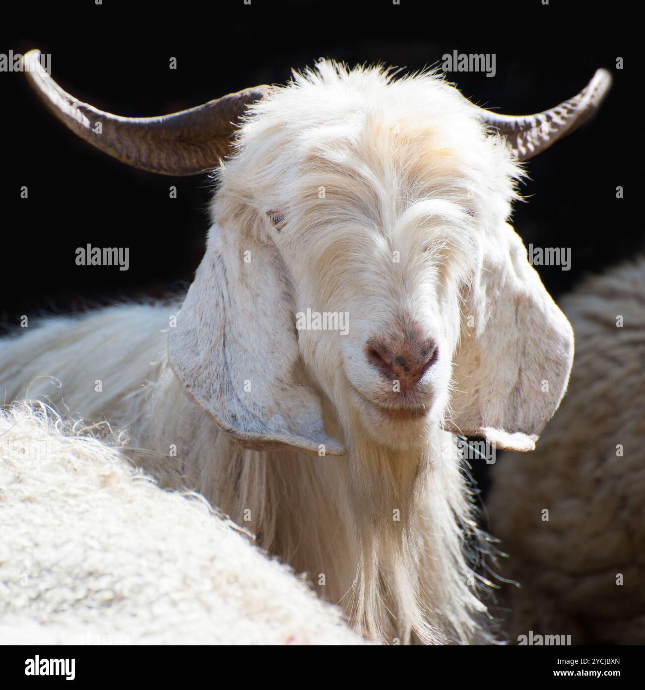 Indian goat hi-res stock photography and images - Alamy