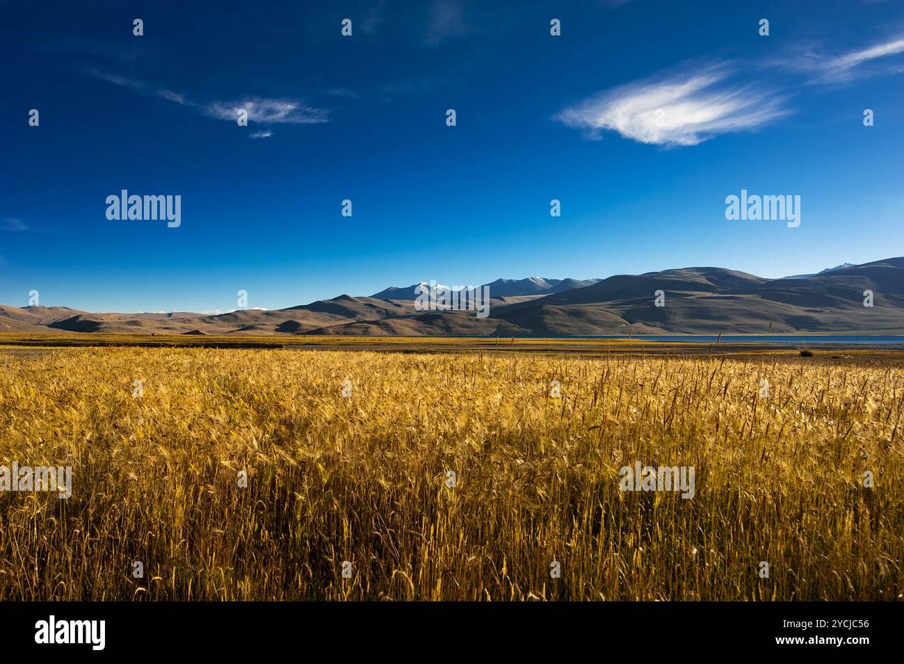 Barley field at Tso Moriri Lake. India, Ladakh Stock Photo - Alamy