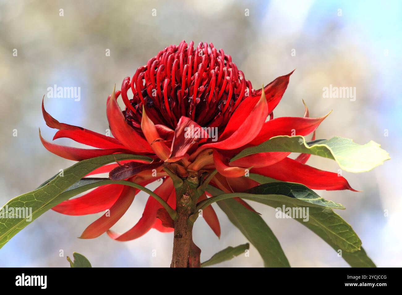 Waratah with leaves hi-res stock photography and images - Alamy