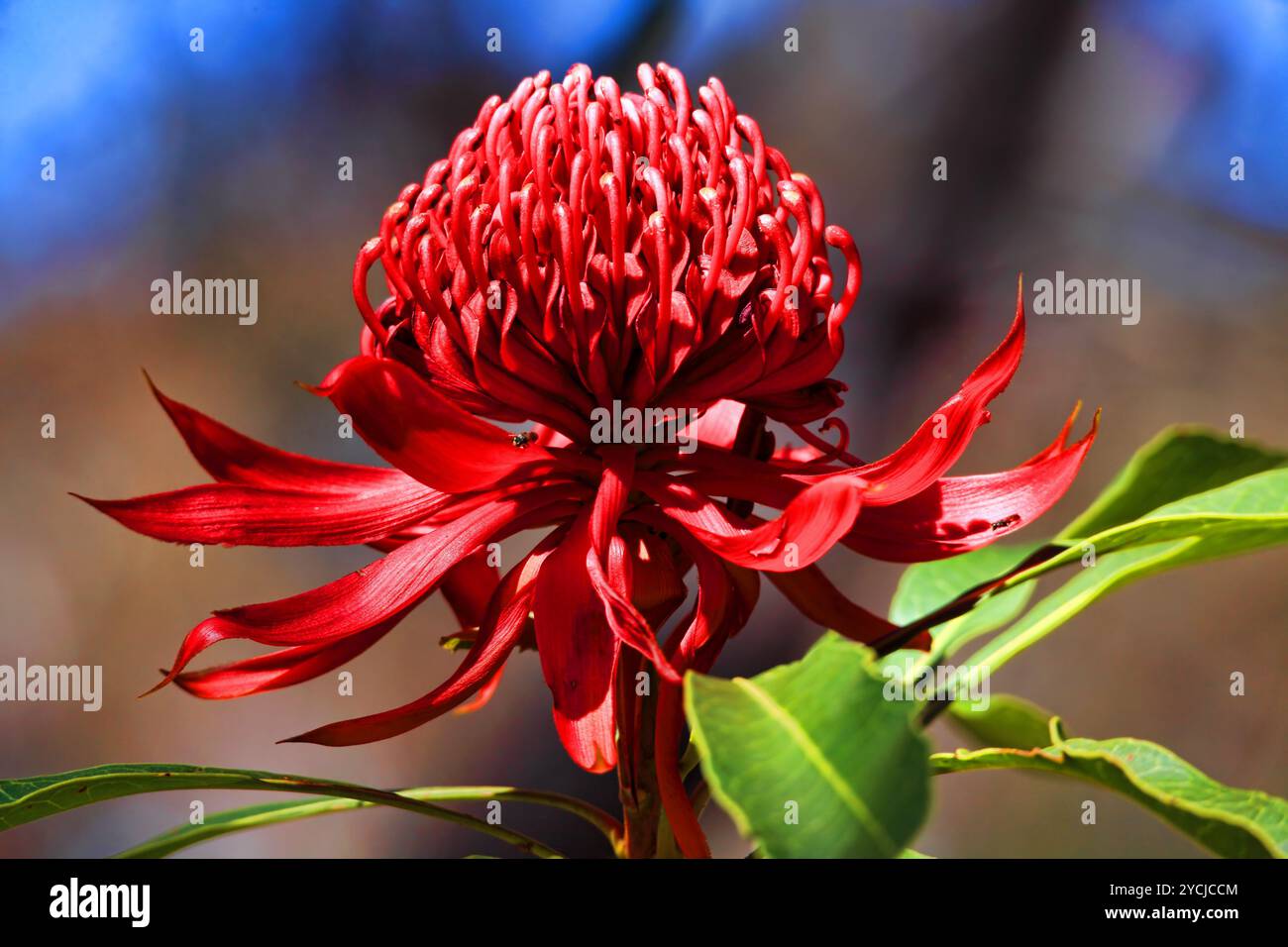 Waratah tree hi-res stock photography and images - Alamy