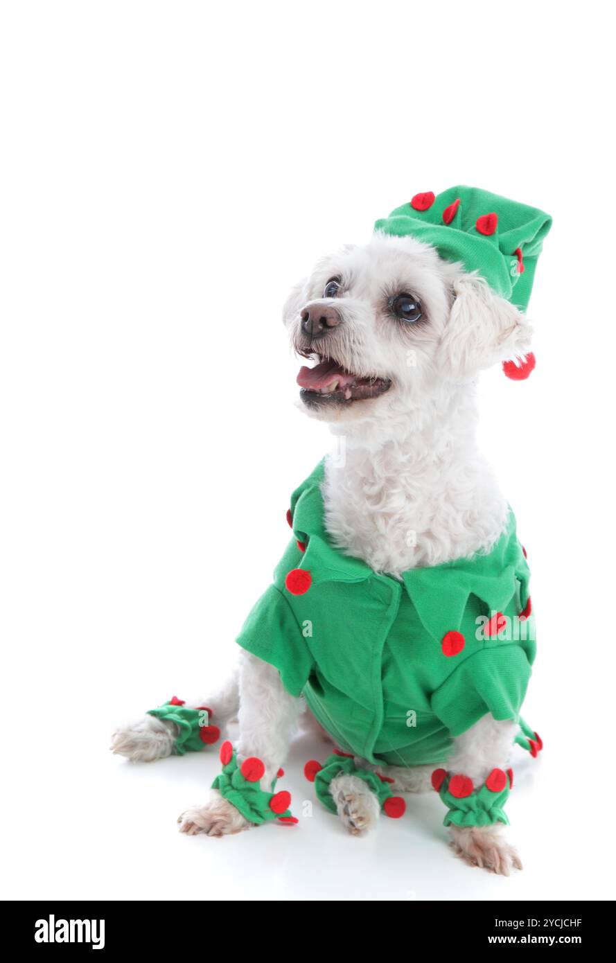 Jester dog hi-res stock photography and images - Alamy