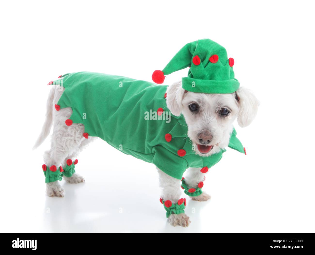 Green elf hi-res stock photography and images - Alamy