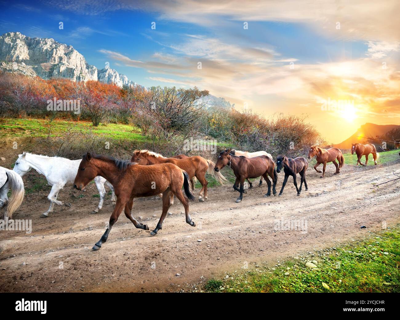 Horses running sunset hi-res stock photography and images - Alamy