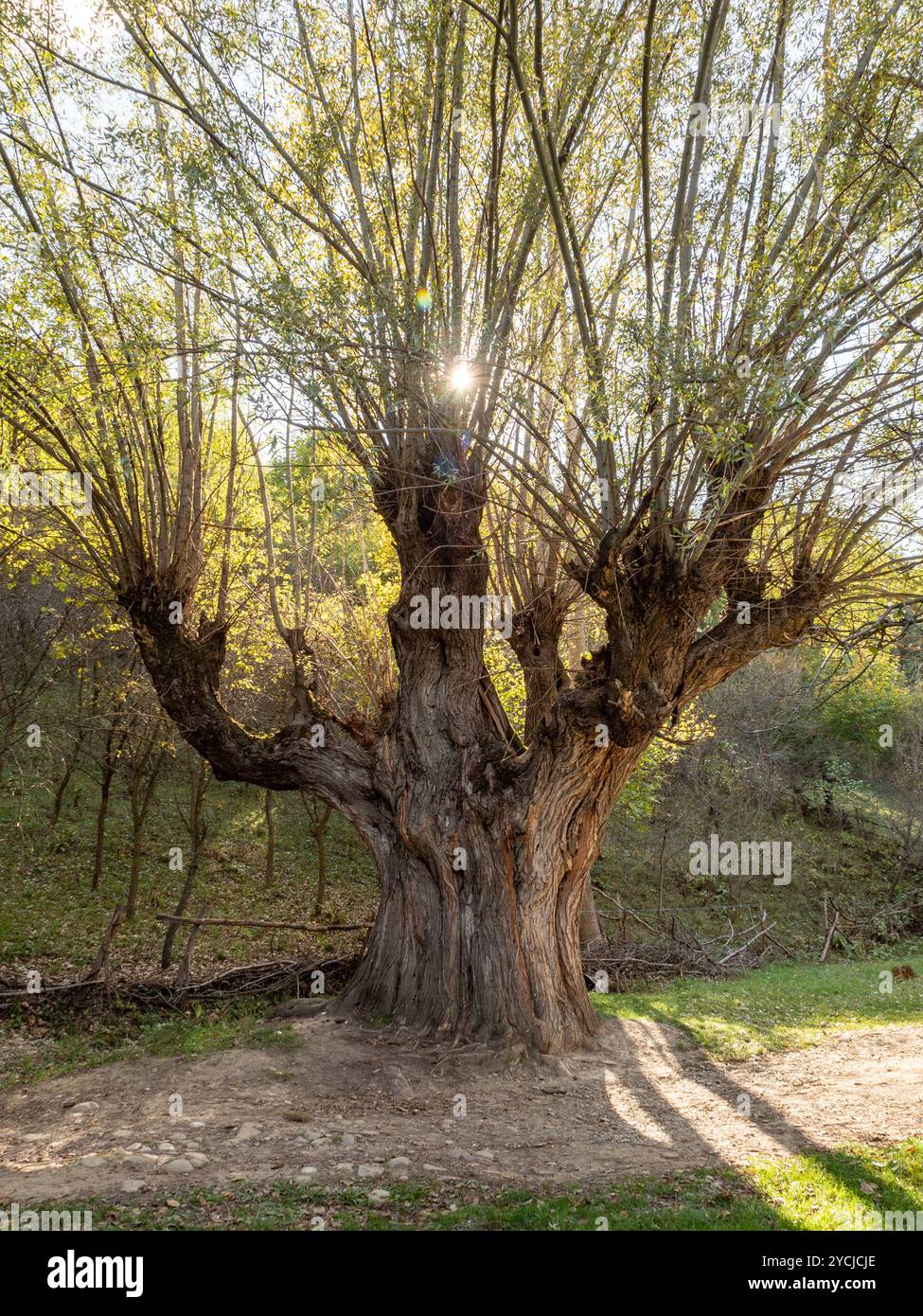 sun rays through willow tree Salix fragilis leaveless branches Stock ...