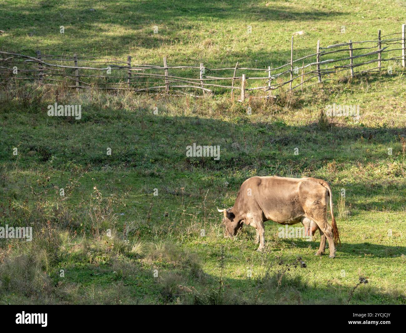 Cattle grazing in grassy hi-res stock photography and images - Alamy