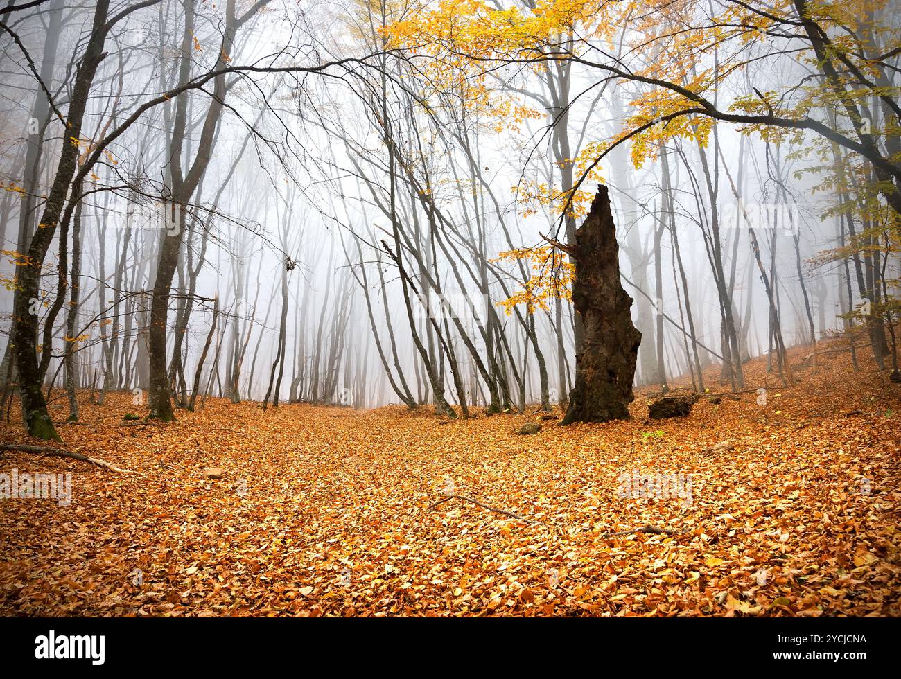 Autumn in a forest Stock Photo - Alamy