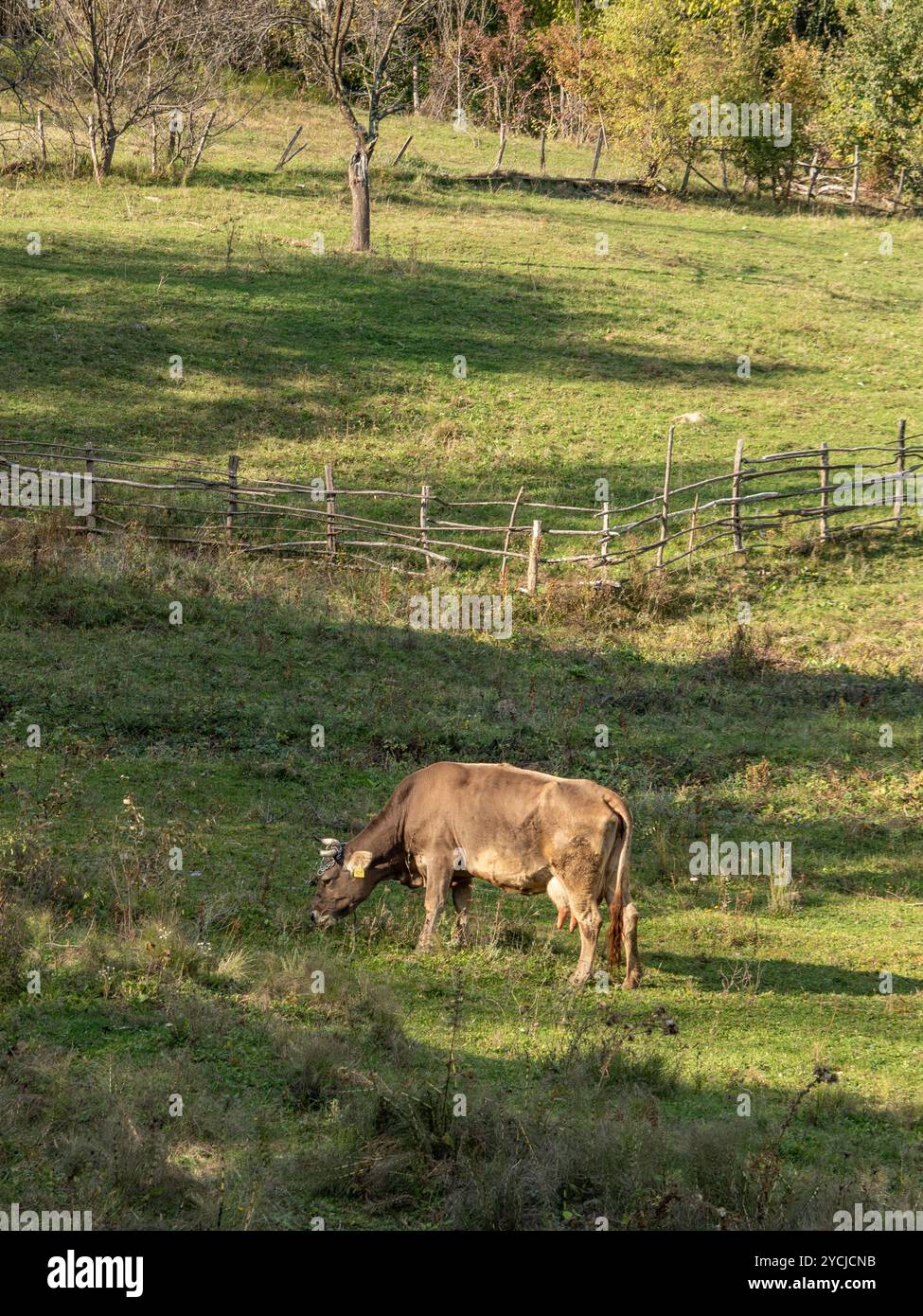 Domestic dairy cattle grazing in hi-res stock photography and images ...