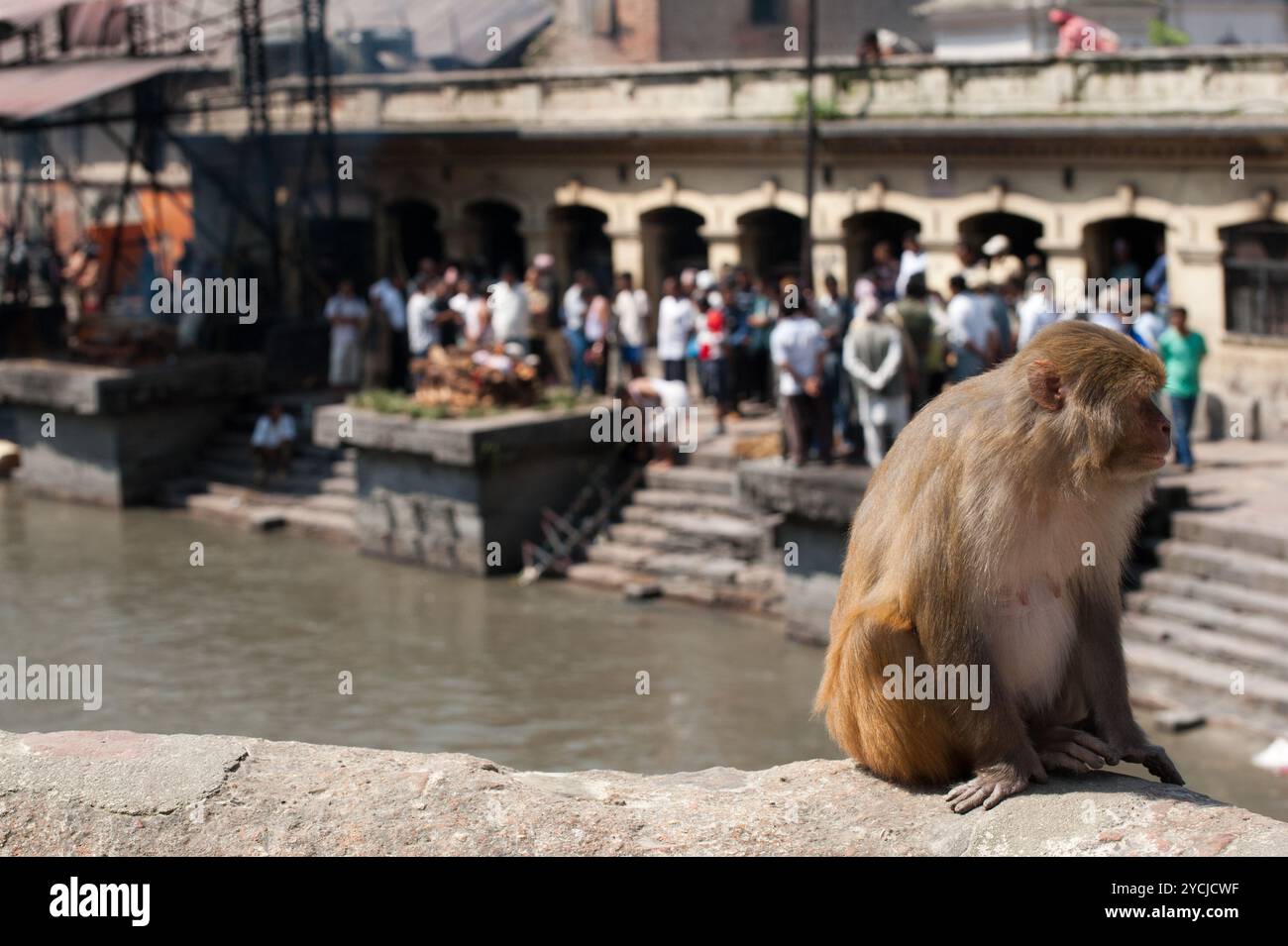Monkey sitting at Pashupatinath Temple. Nepal Stock Photo - Alamy