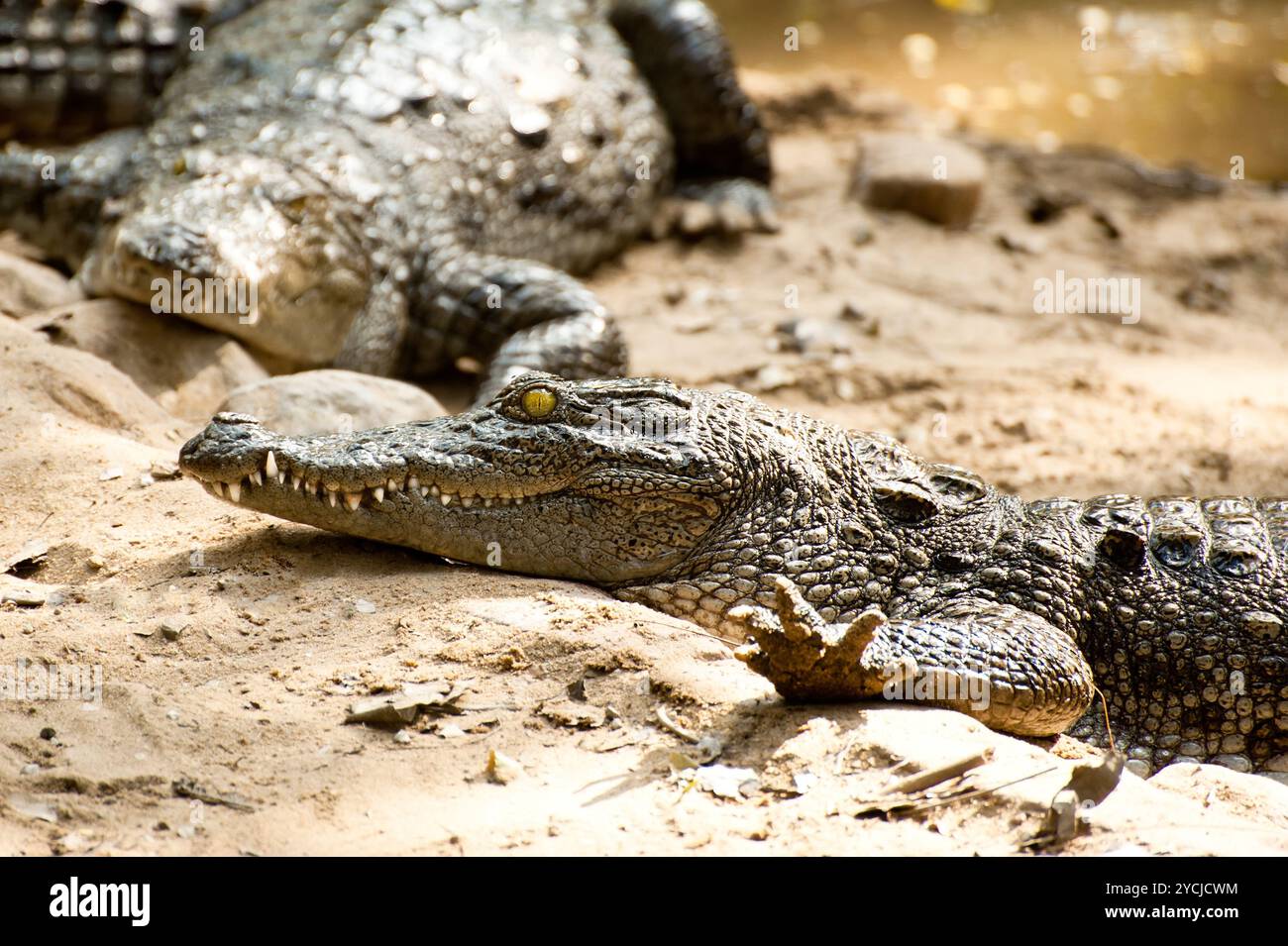 Alligator basking in sun hi-res stock photography and images - Alamy