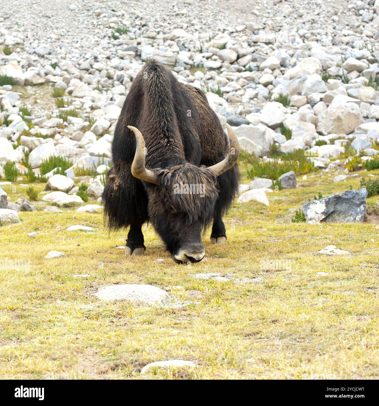 Wild yak in Himalaya mountains. India, Ladakh Stock Photo - Alamy