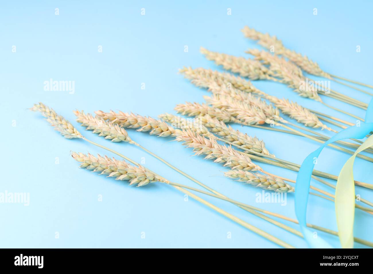Ears of wheat with ribbons in colors of Ukrainian national flag on ...