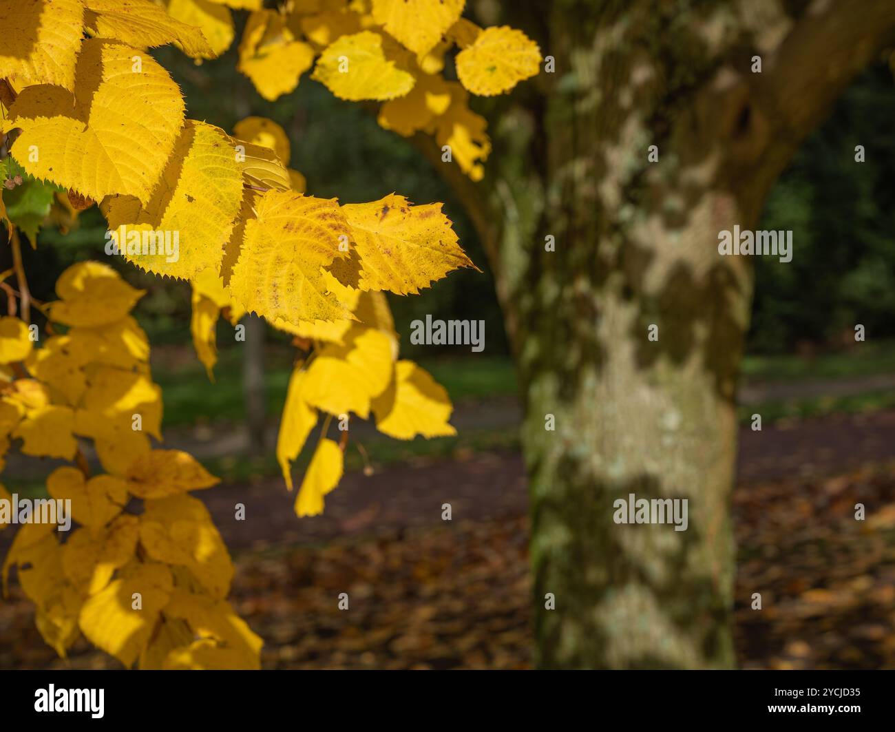 Lime sunlit leaves tilia hi-res stock photography and images - Alamy
