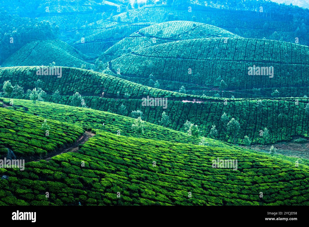 Early morning sunrise with fog at tea plantation. Munnar, Kerala, India ...