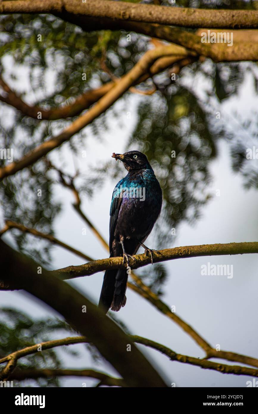 RUPPELLS STARLING ( Lamprotornis purpuropterus) (Ruppells long-tailed ...