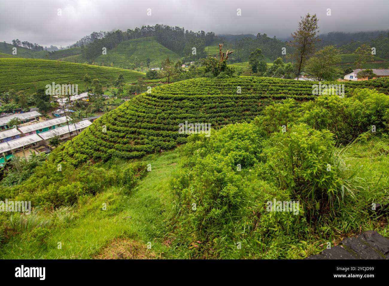 Landscape photography in the fertile highlands of the subtropical ...
