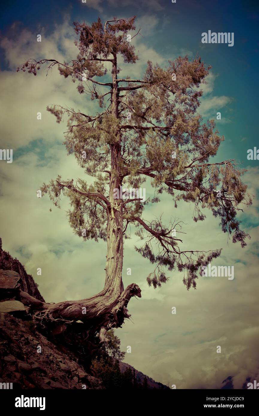 Tree growing on on the cliff rock over cloudy sky. Image in vintage ...