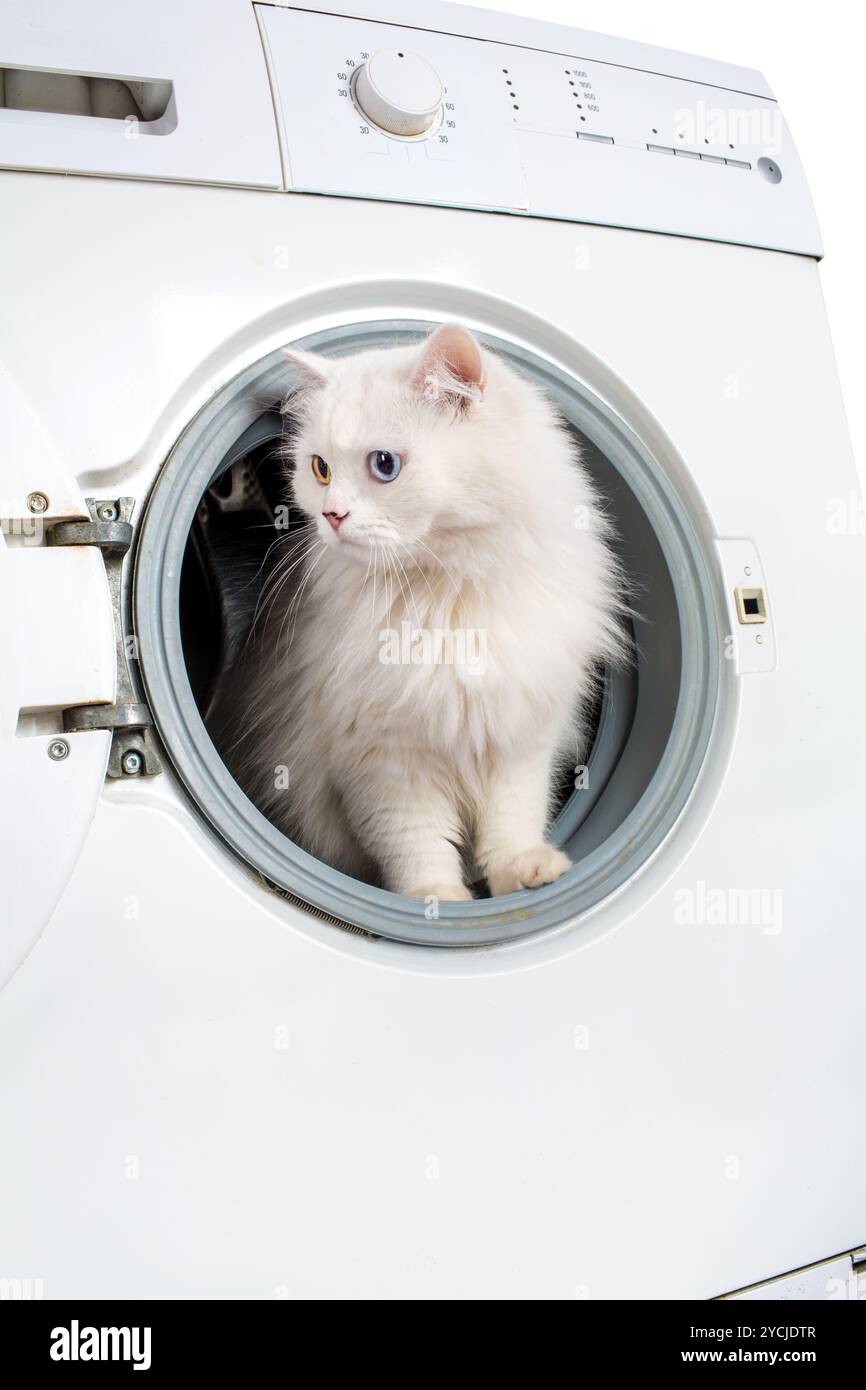 Washing machine and cat Stock Photo - Alamy