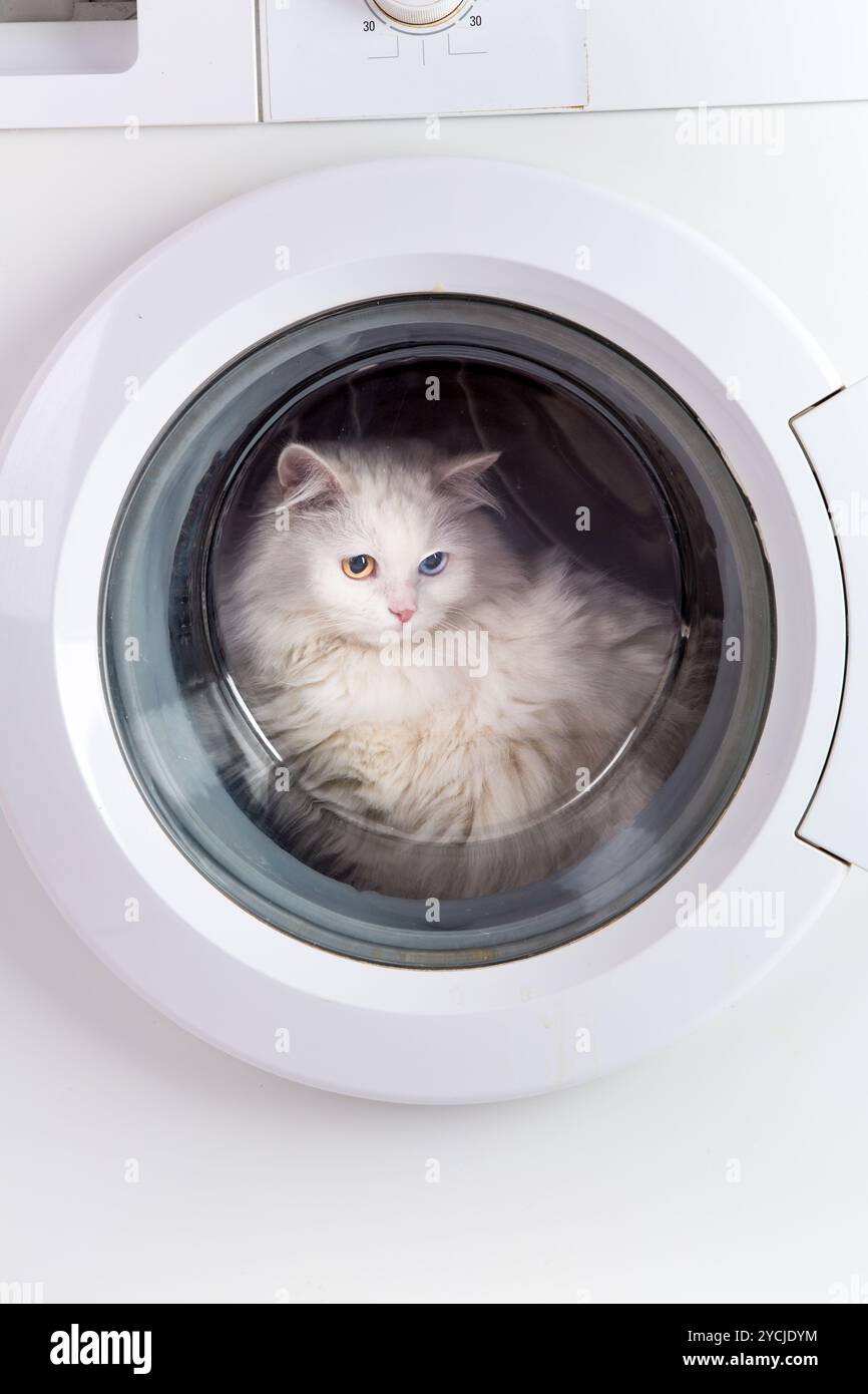 Washing machine and cat Stock Photo - Alamy