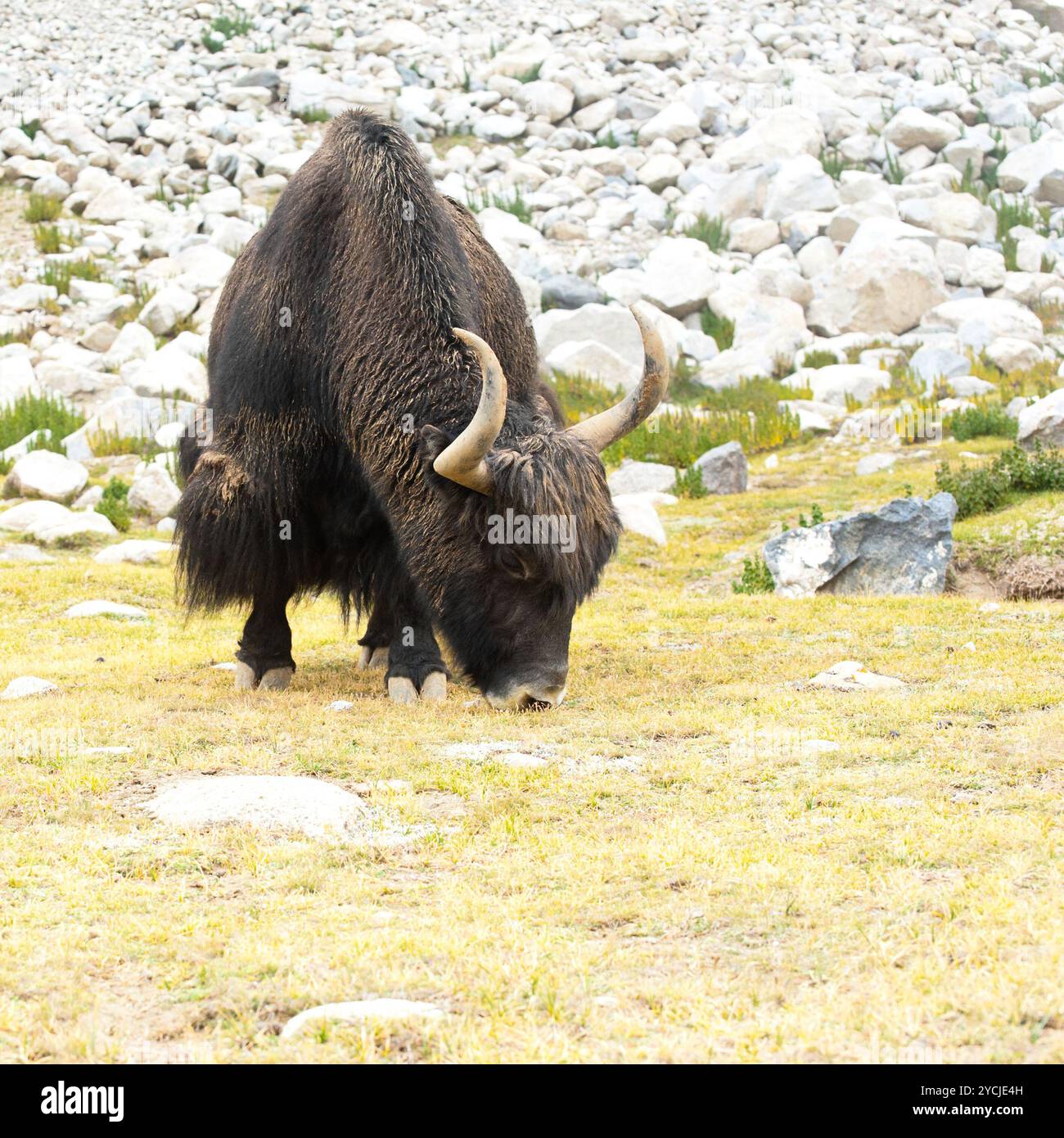 Wild yak in Himalaya mountains. India, Ladakh Stock Photo - Alamy