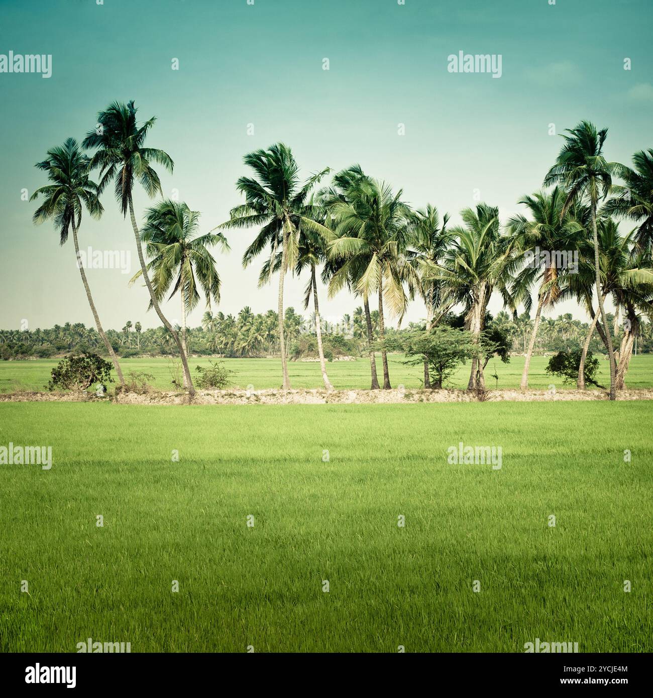 Nature background. Green texture of rice field with coconut palm trees ...