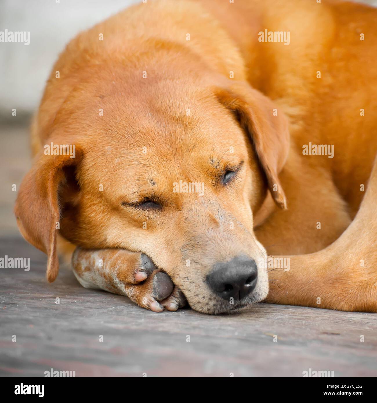 Cute dog sleeping outdoors Stock Photo - Alamy