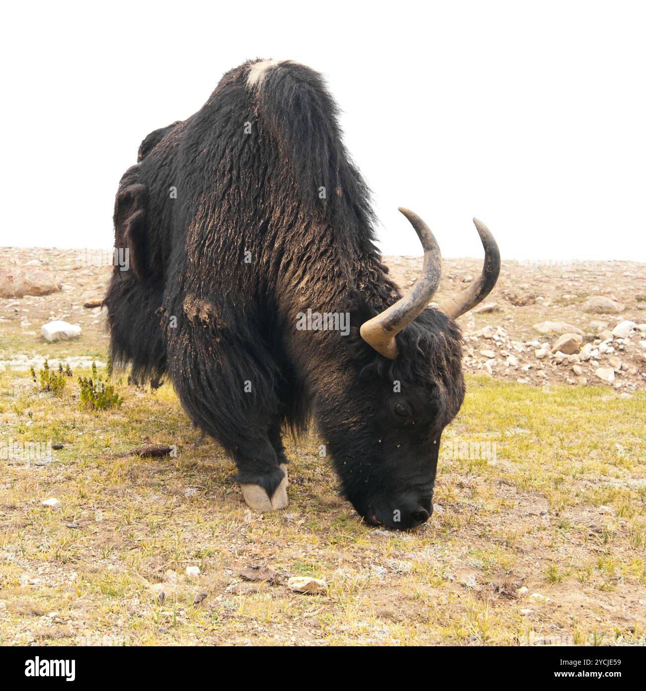 Close up wild yak in Himalaya mountains. India, Ladakh Stock Photo - Alamy