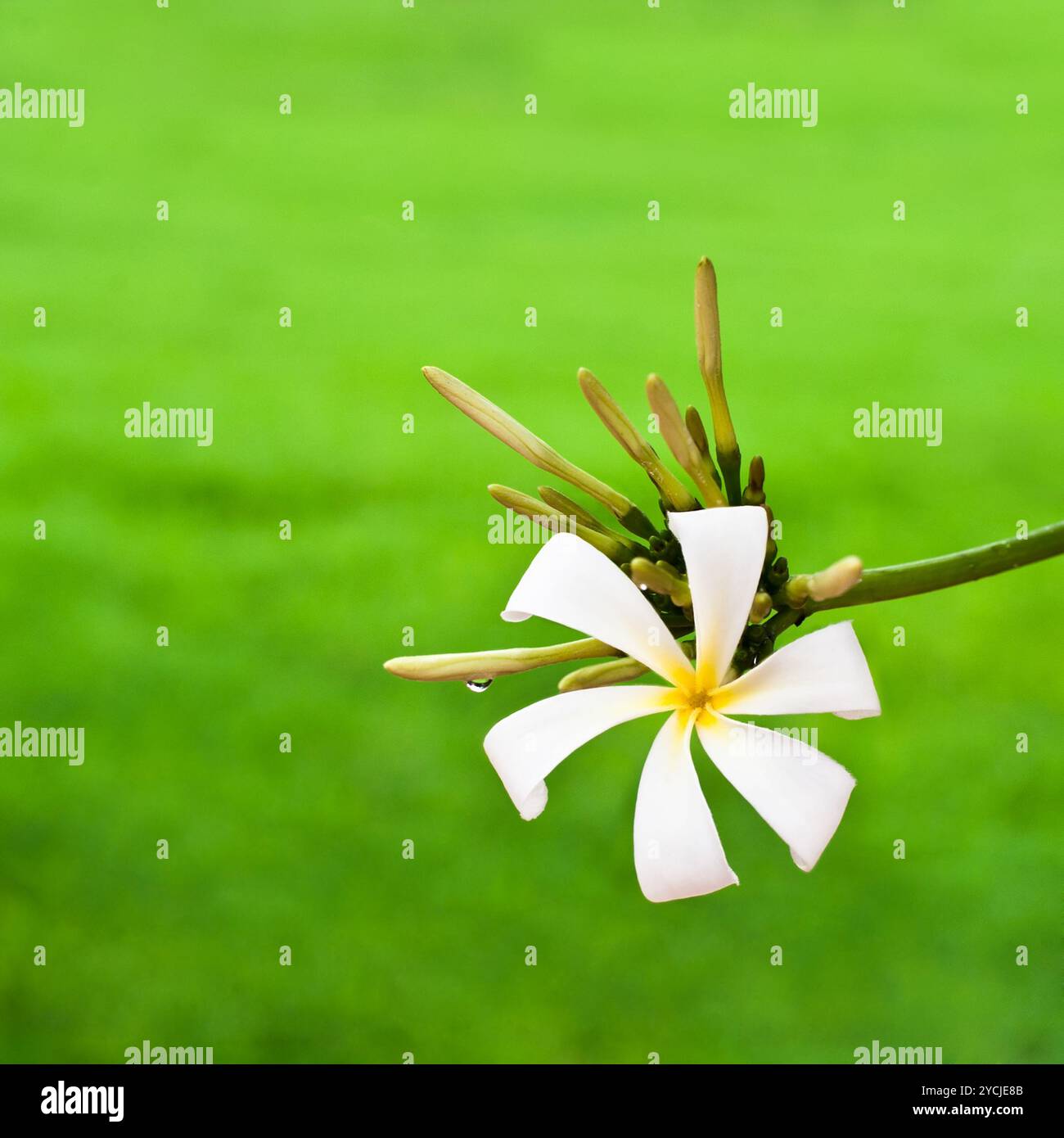 Rain over flower hi-res stock photography and images - Alamy