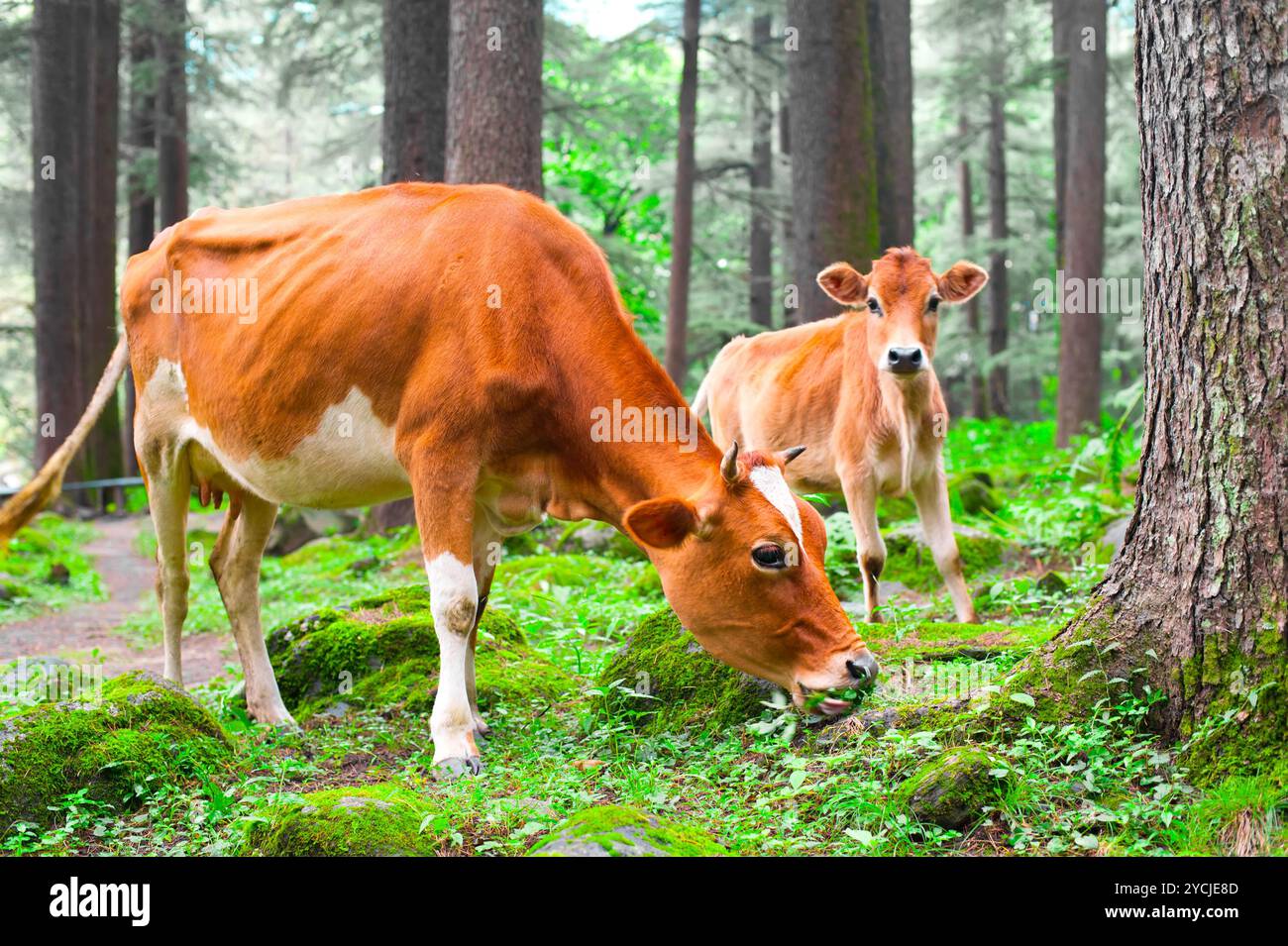 Farm animal. Cow and little calf at grassy meadow in forest. India ...