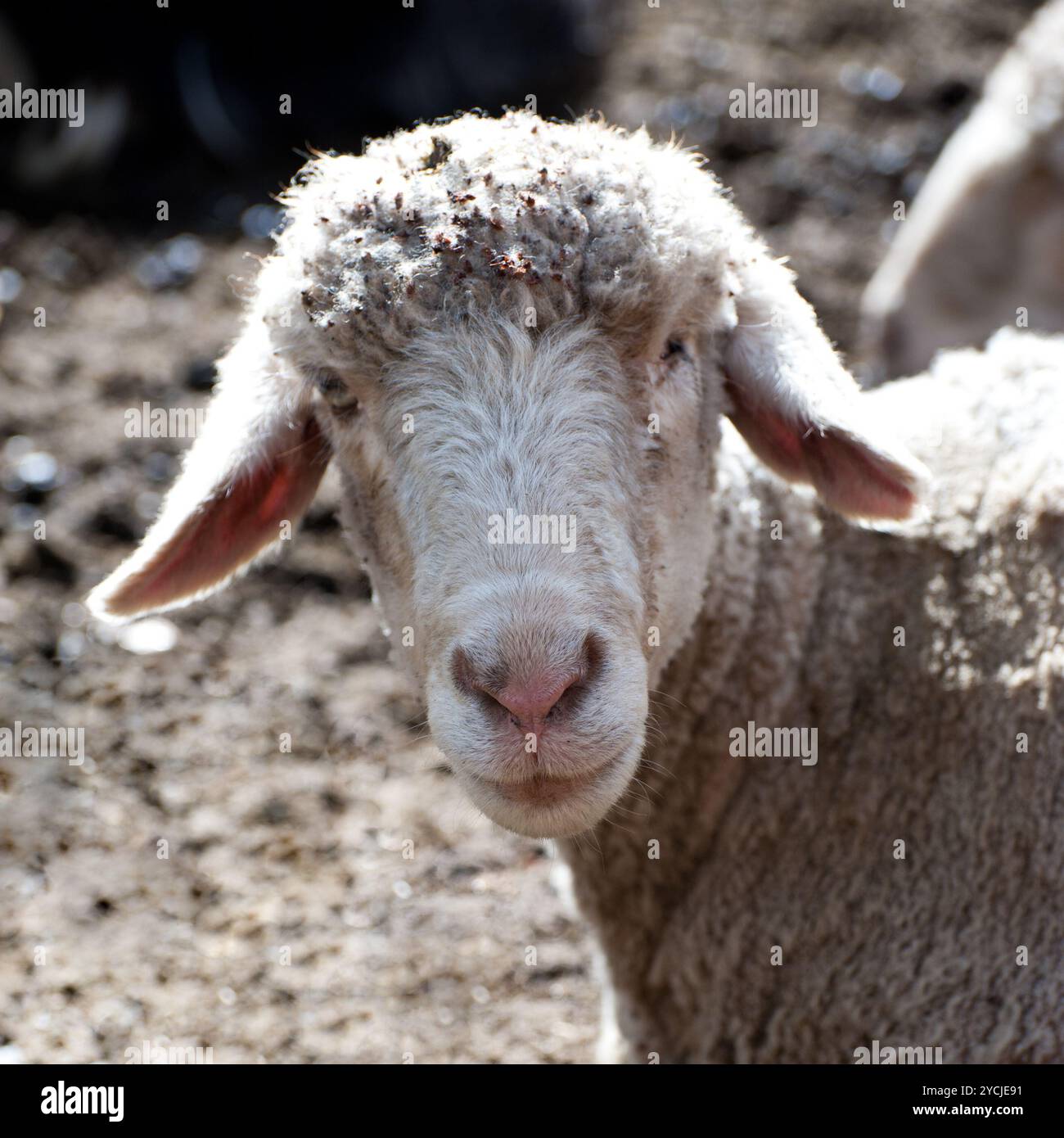 Highland yarn hi-res stock photography and images - Alamy